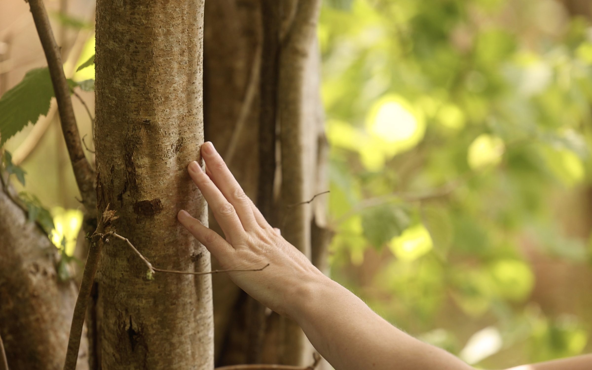 Identifying Native Irish Nuts and Seeds this Autumn - The Nature Trust