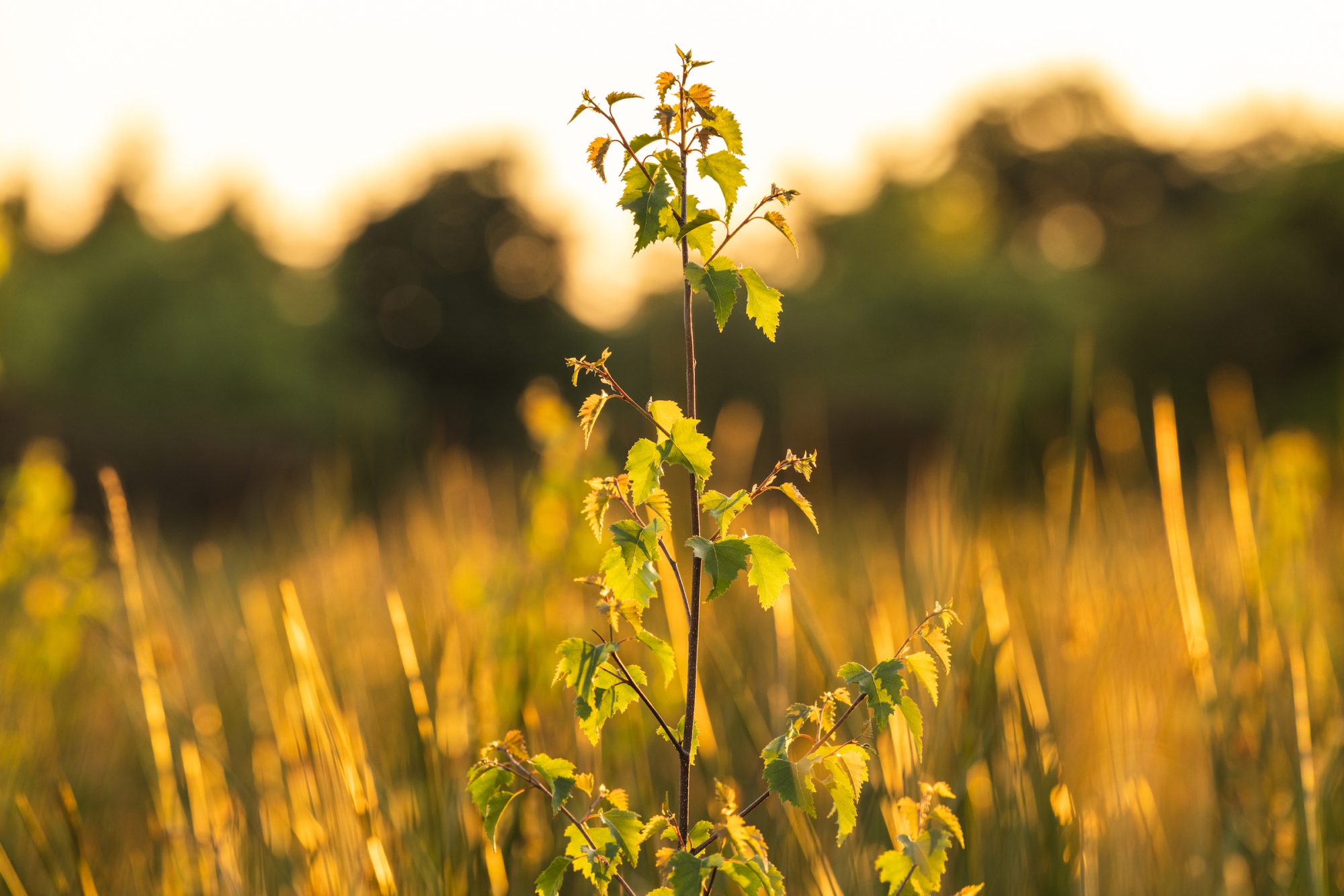 Welcome To Our New Website - The Nature Trust