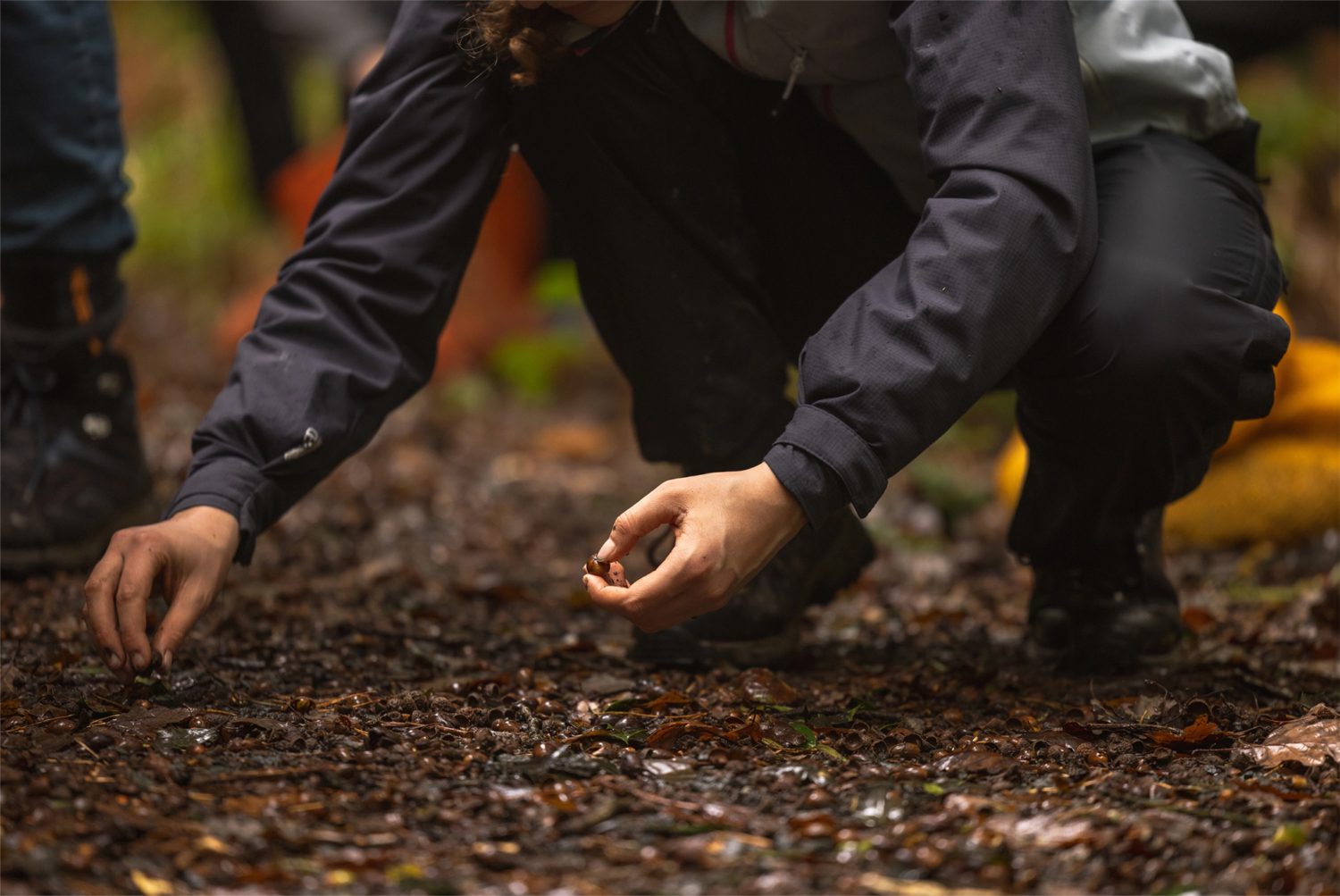 Acorn Gathering 2024 - The Nature Trust