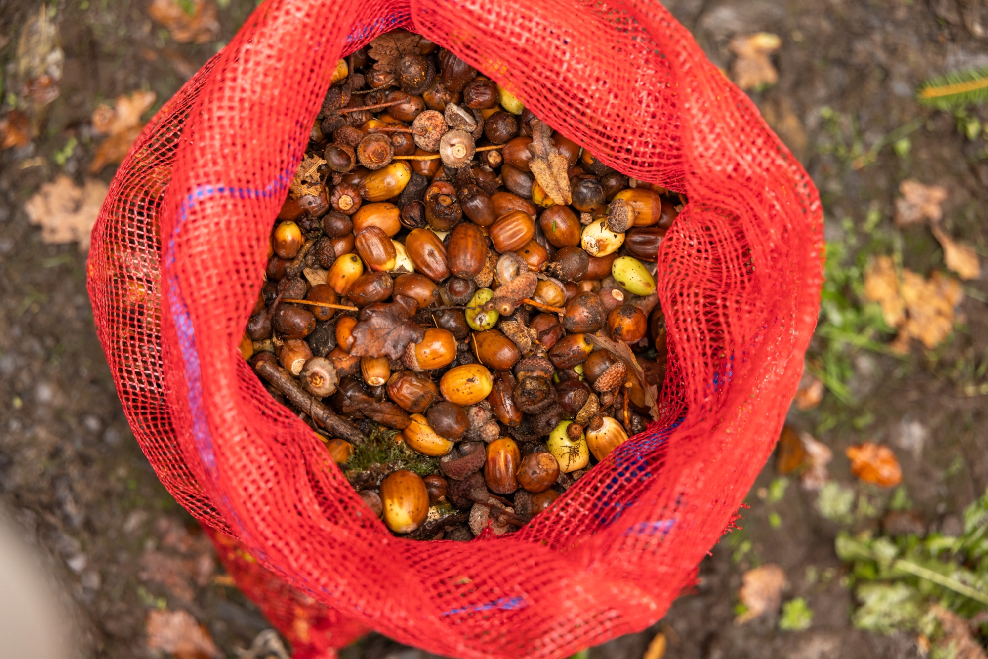 And that’s a Wrap! Acorn Gathering 2024 - The Nature Trust